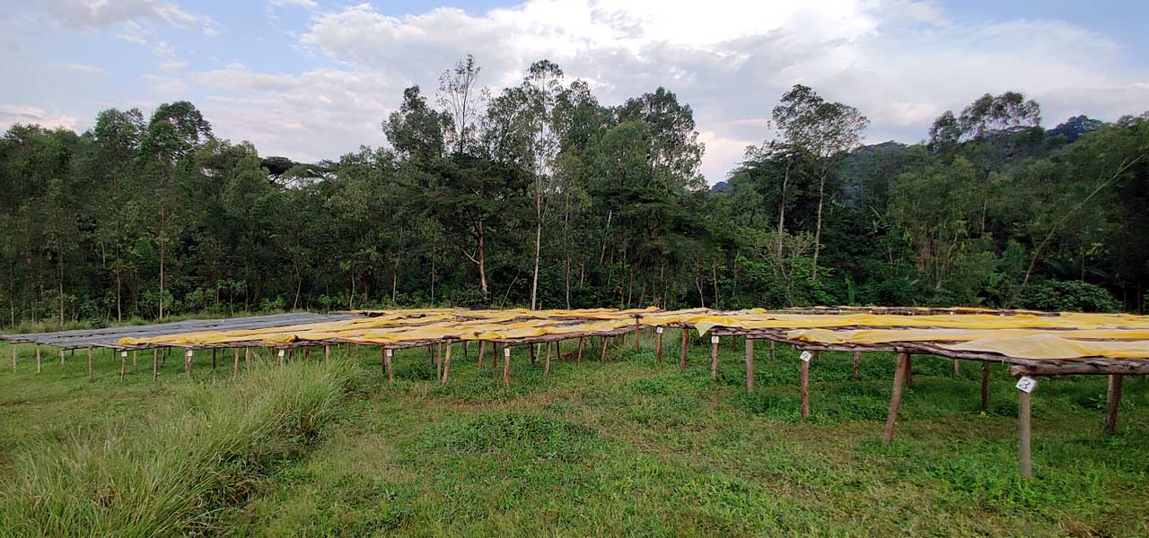 Our Story | Auro Premium Coffee – Auro Coffee